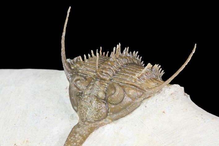 Rare, 3" Psychopyge Termierorum - Super Long Rostrum For Sale (#66922 ...