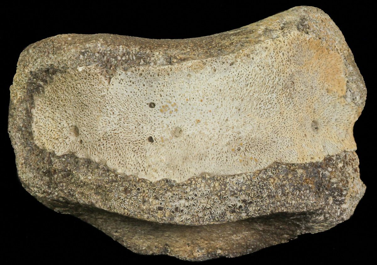 1.8" Ceratopsian Dinosaur Toe Bone - Alberta (Disposition #000028-29 ...