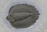 4.6" Arctinurus Trilobite From New York - (Special Price) (#68088) For ...