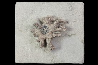 About Crinoids - FossilEra.com