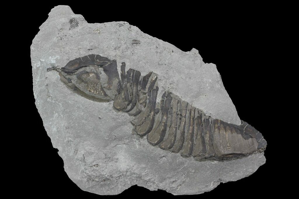 Bargain, 6" Trimerus Trilobite - New York (#68544) For Sale - FossilEra.com