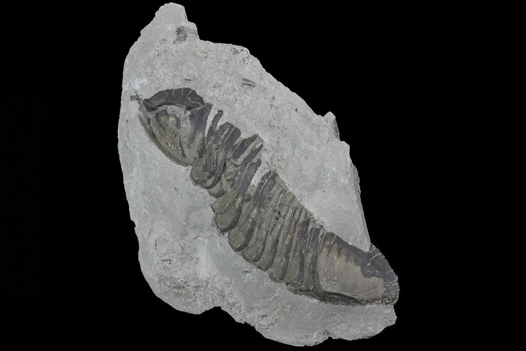 Bargain, 6" Trimerus Trilobite - New York (#68544) For Sale - FossilEra.com