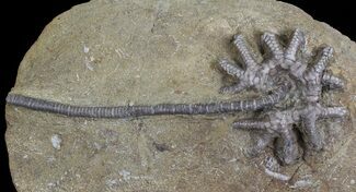 About Crinoids - FossilEra.com
