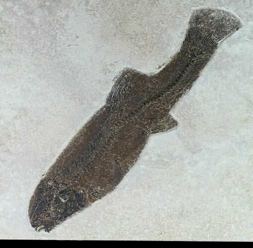 19" Notogoneus Fossil Fish (Scarce Species) - Wyoming (#47551) For Sale ...