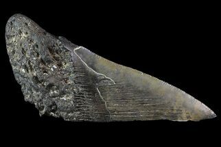 Megalodon Size: How Big Was The Megalodon Shark? - FossilEra.com