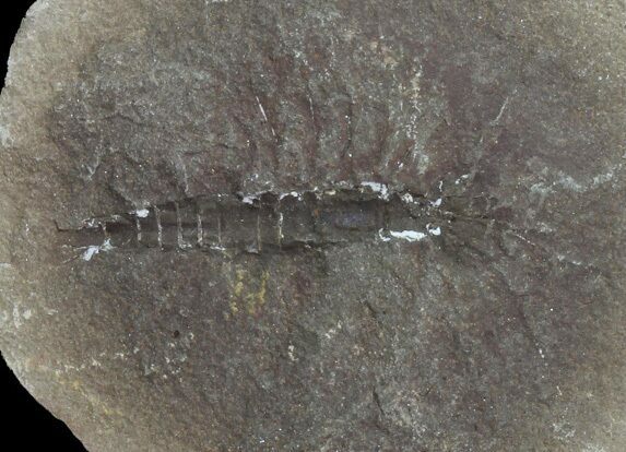 1" Palaeocaris Fossil Shrimp (Pos/Neg) - Mazon Creek (#70607) For Sale ...