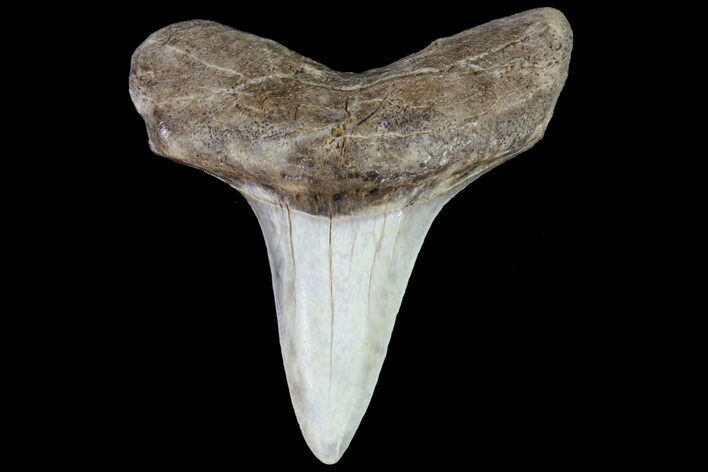 1.34" Cretaceous Shark (Cretoxyrhina) Tooth - Kansas (#71750) For Sale ...