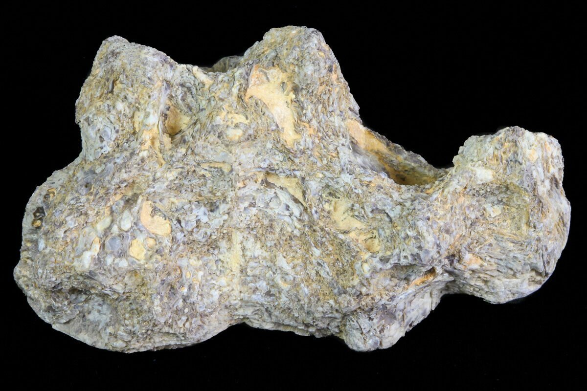 1.5" Permian Synapsid (Dimetrodon or Edaphosaurus) Vertebrae - Texas ...