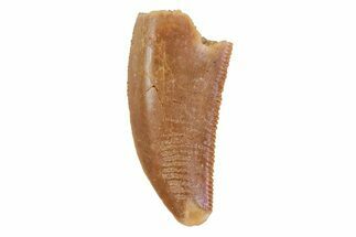 About Dinosaur Teeth - FossilEra.com