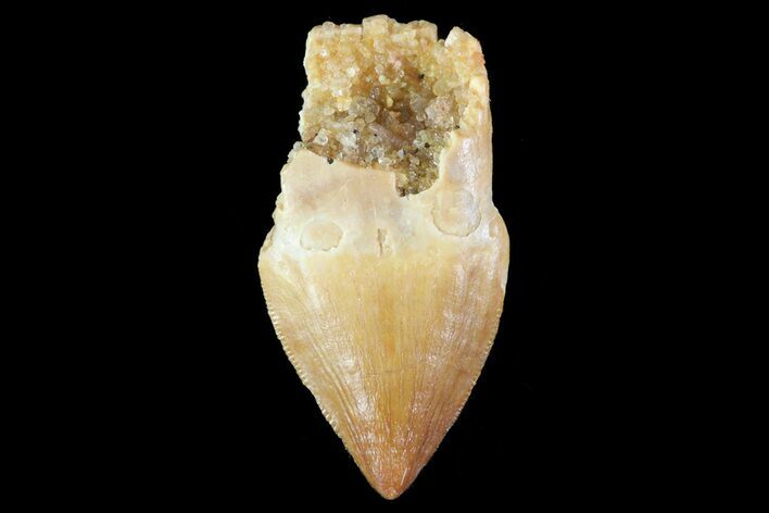 .62" Unusual, Serrated, Crocodylomorph Tooth - Morocco (#72761) For ...
