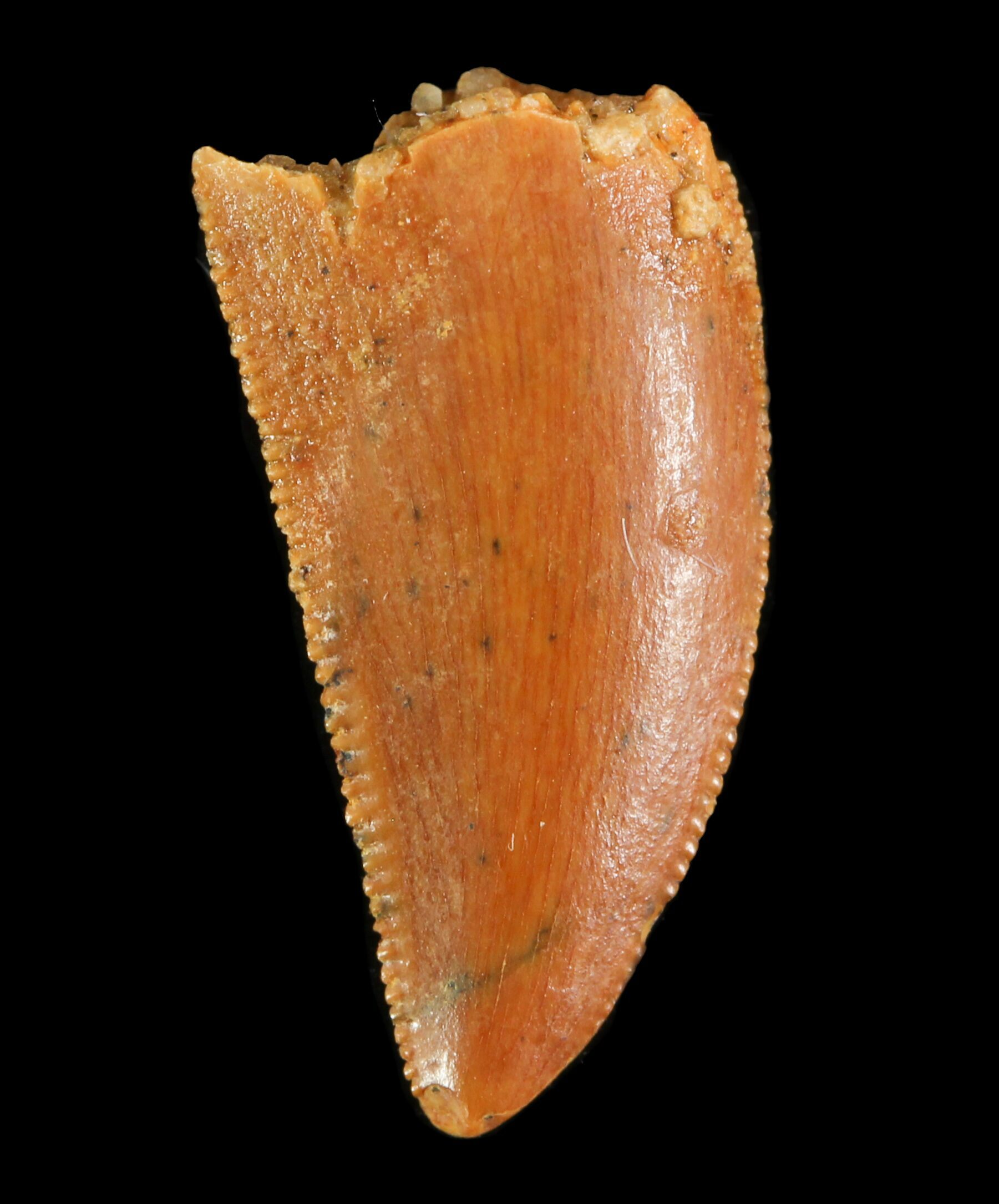 .6" Serrated, Raptor Tooth - Morocco (#73593) For Sale - FossilEra.com