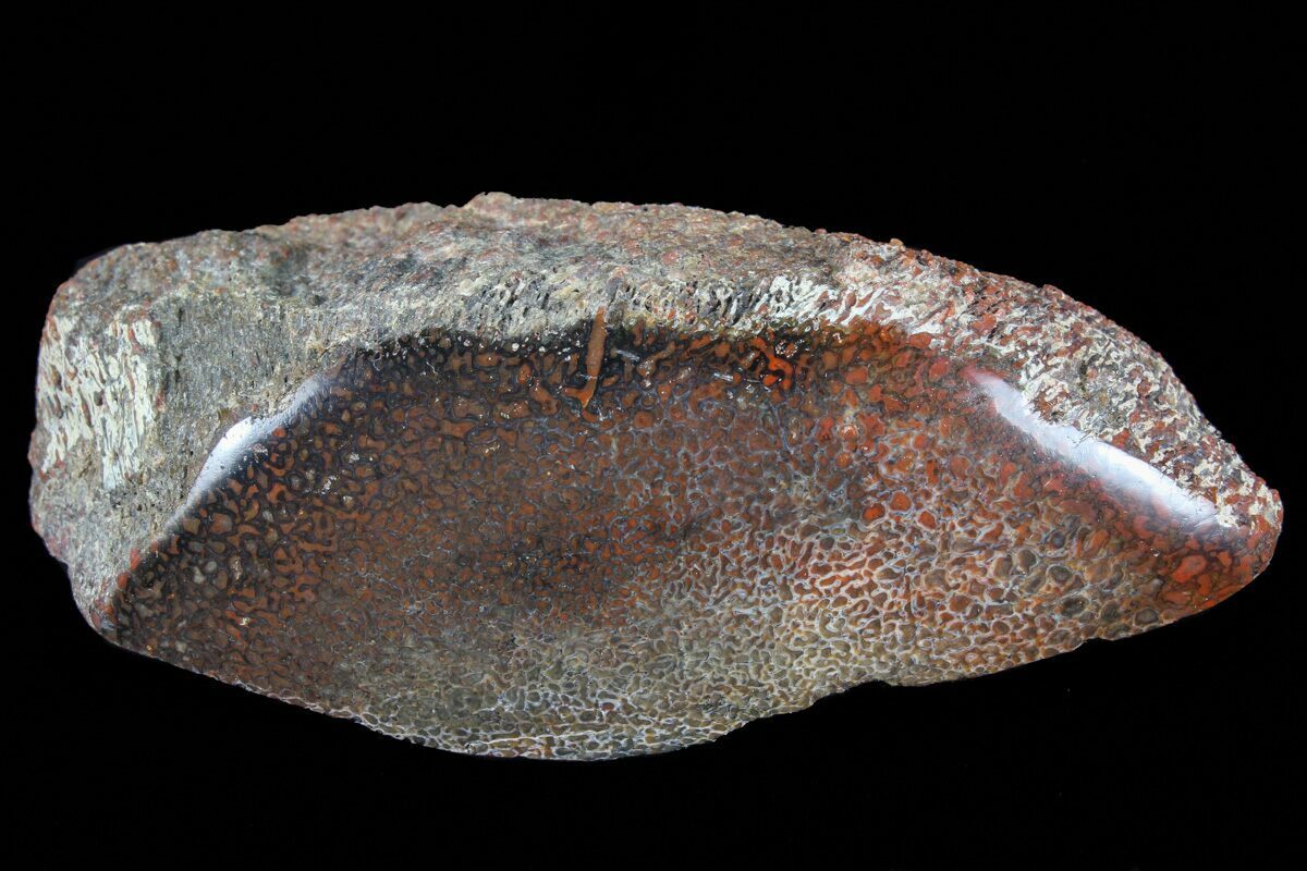 3.2" Polished Dinosaur Bone (Gembone) Section - Colorado (#73006) For ...