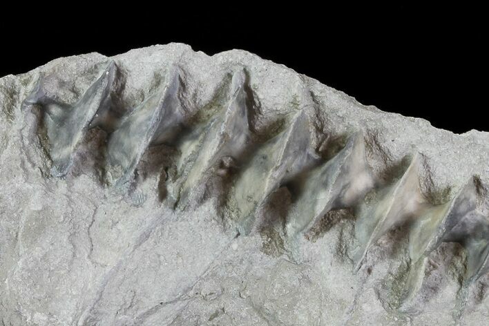 5.1" Archimedes Screw Bryozoan Fossil - Illinois (#74310) For Sale ...