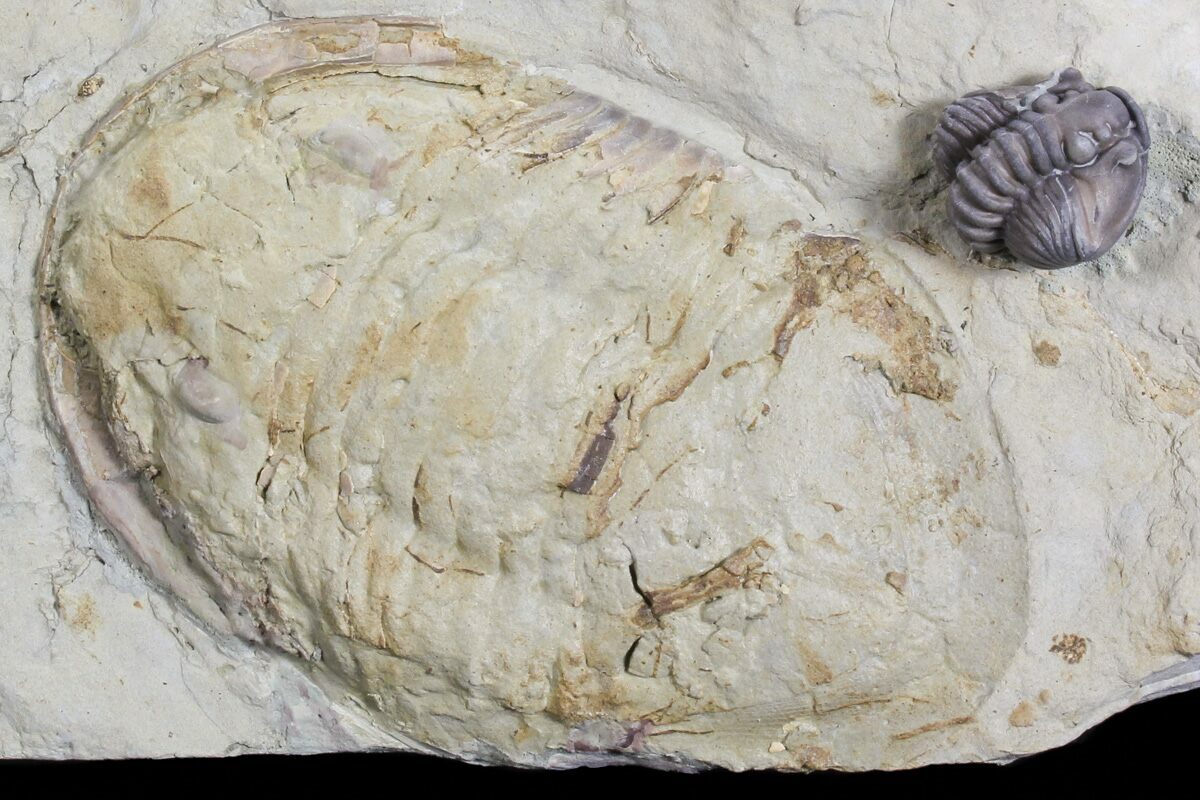 Bargain, 3.1" Isotelus Trilobite With Flexicalymene - Ohio (#74721) For ...