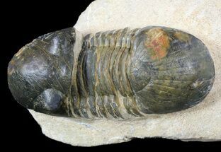 Beautifully Preserved Paralejurus Trilobite - 3" For Sale (#7895 ...