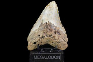 Megalodon Size: How Big Was The Megalodon Shark? - FossilEra.com