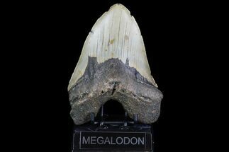 Megalodon Size: How Big Was The Megalodon Shark? - FossilEra.com