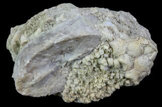 About Crinoids - FossilEra.com