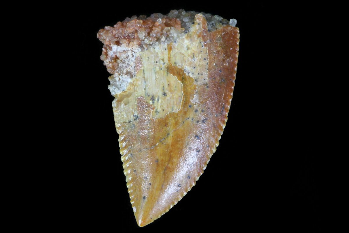 .53" Raptor Tooth - Kem Kem Beds, Morocco (#76248) For Sale - FossilEra.com