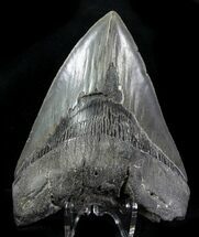 Megalodon Size: How Big Was The Megalodon Shark? - FossilEra.com