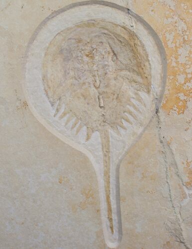 5.3" Horseshoe Crab (Mesolimulus walchi) - Solnhofen (#5942) For Sale ...