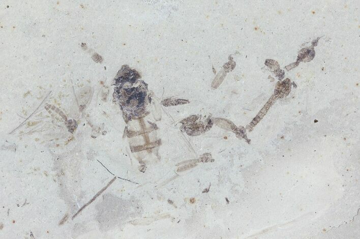 Fossil Insects - Green River Formation, Utah (#76082) For Sale ...