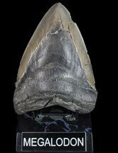 Megalodon Size: How Big Was The Megalodon Shark? - FossilEra.com