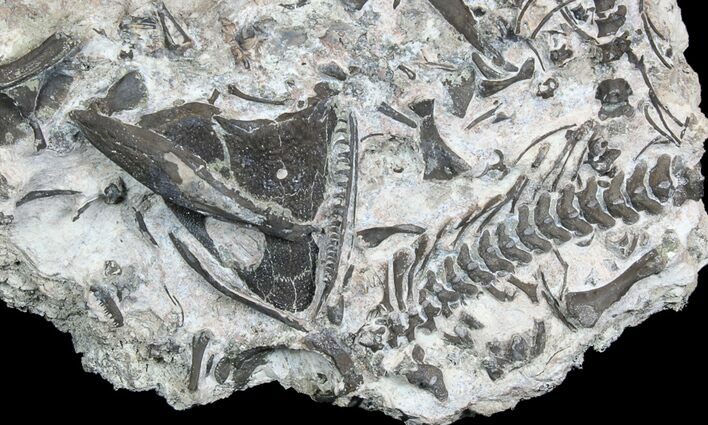 Incredible Permian Reptile (Captorhinus) Mass Mortality - Oklahoma ...