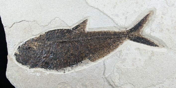 Large 10.5" Diplomystus Fish Fossil (#6028) For Sale - FossilEra.com
