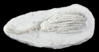 About Crinoids - FossilEra.com