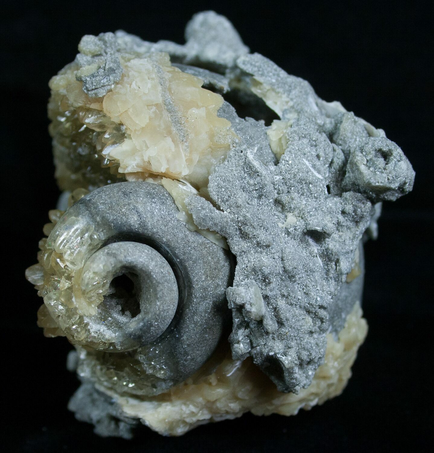 Partial Fossil Whelk With Golden Calcite Crystals (#6051) For Sale ...