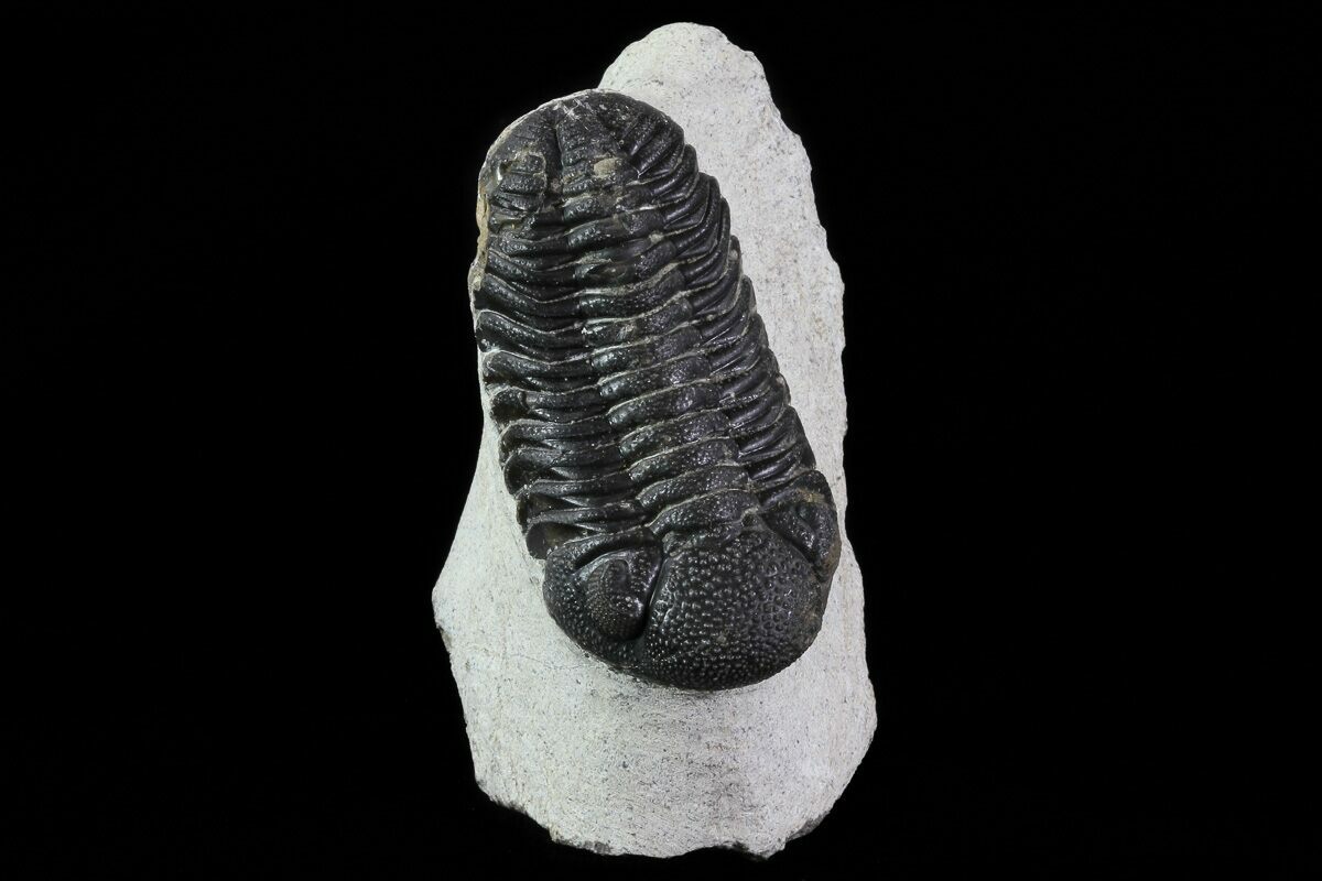 Bargain, 2.3" Morocops Trilobite - Bumpy Shell (#79846) For Sale ...