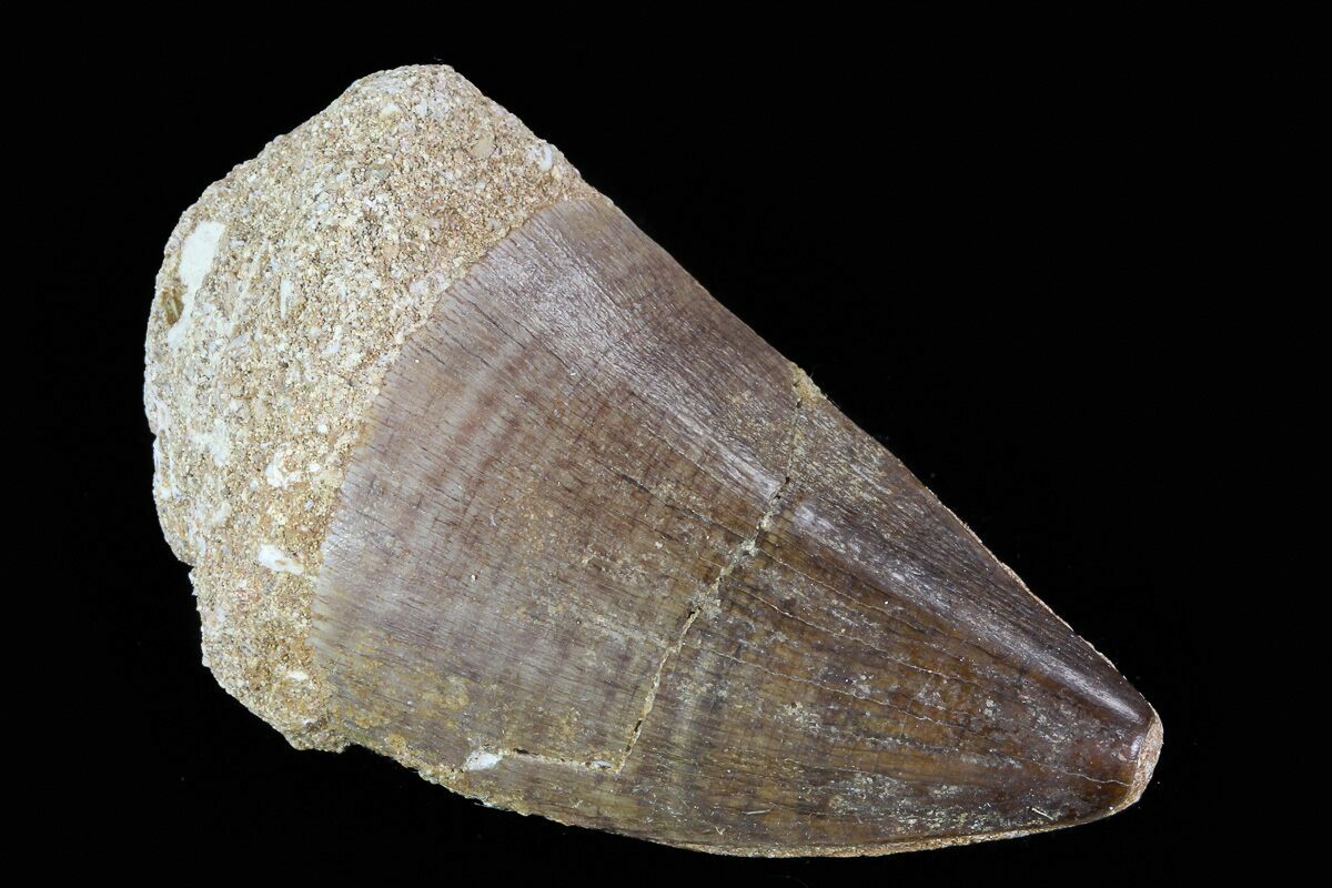 2" Mosasaur (Prognathodon) Tooth (#79847) For Sale - FossilEra.com