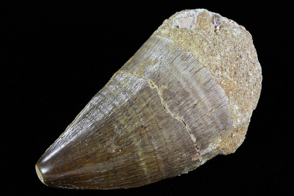 2" Mosasaur (Prognathodon) Tooth (#79847) For Sale - FossilEra.com