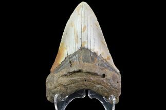 Megalodon Size: How Big Was The Megalodon Shark? - FossilEra.com