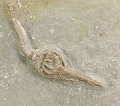 About Crinoids - FossilEra.com