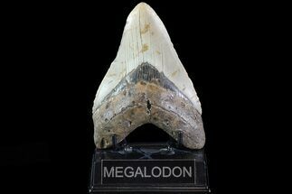 Megalodon Size: How Big Was The Megalodon Shark? - FossilEra.com