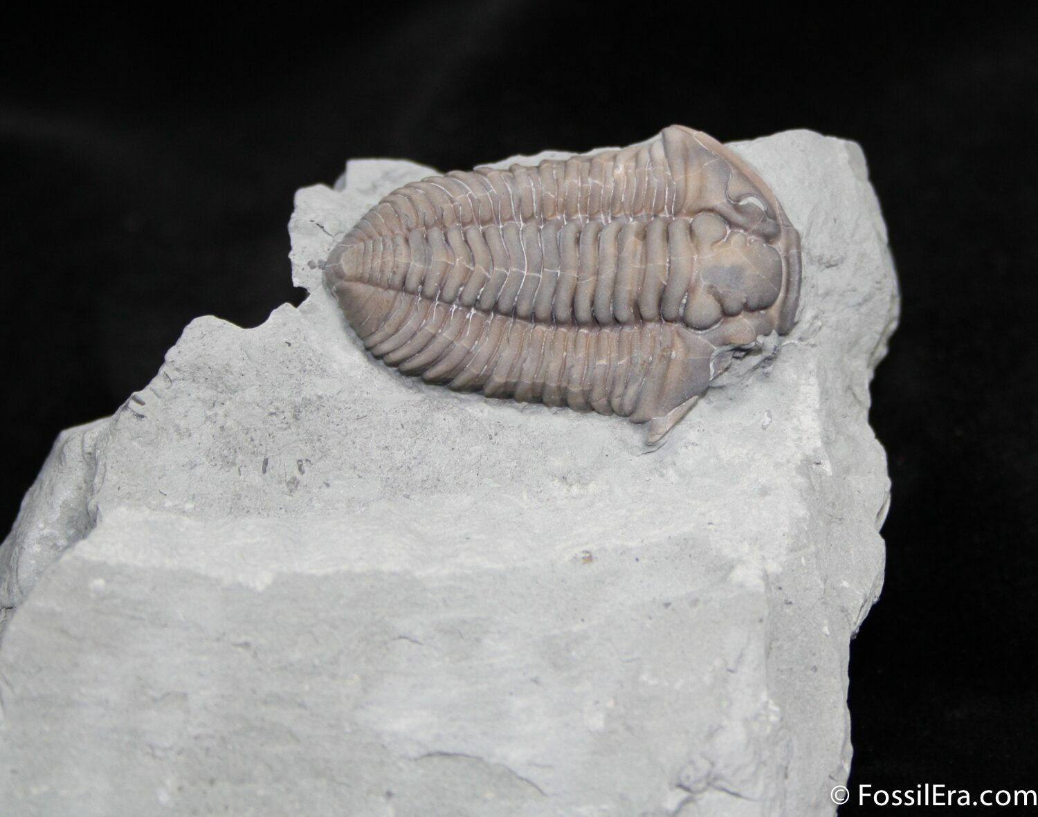 Flexicalymene retrorsa (#998) For Sale - FossilEra.com