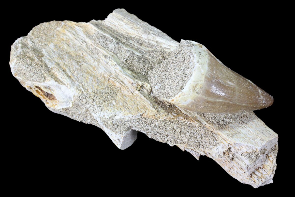 1.6" Mosasaur (Prognathodon) Tooth on Bone For Sale (#85680 ...