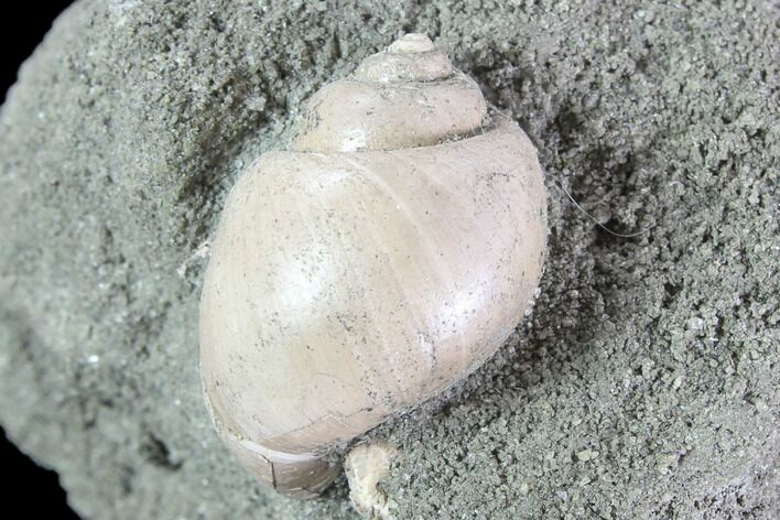.8" Cretaceous Gastropod (Euspira) Fossil - Tennessee (#86219) For Sale ...