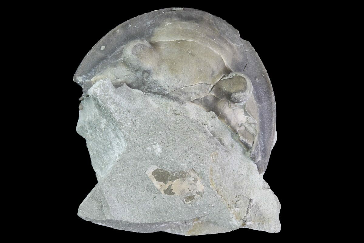 .8" Wide Enrolled Isotelus Trilobite - Ohio (#85631) For Sale ...