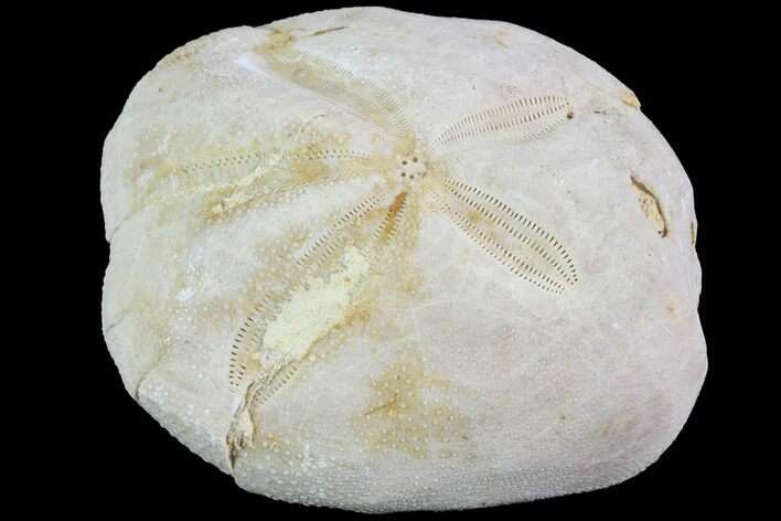 2.3" Fossil Echinoid (Sea Urchin) - Taouz, Morocco (#87191) For Sale ...