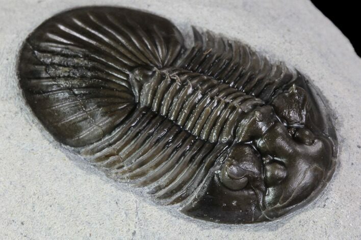 1.35" Scabriscutellum Trilobite - Tiny Axial Spines & Eye Facets ...