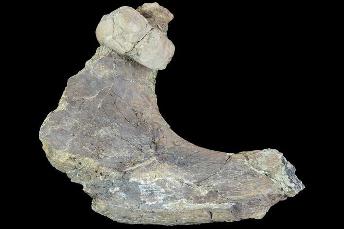 6.9" Partial Hadrosaur Rib With Crocodile Coprolite - Texas (#88721 ...