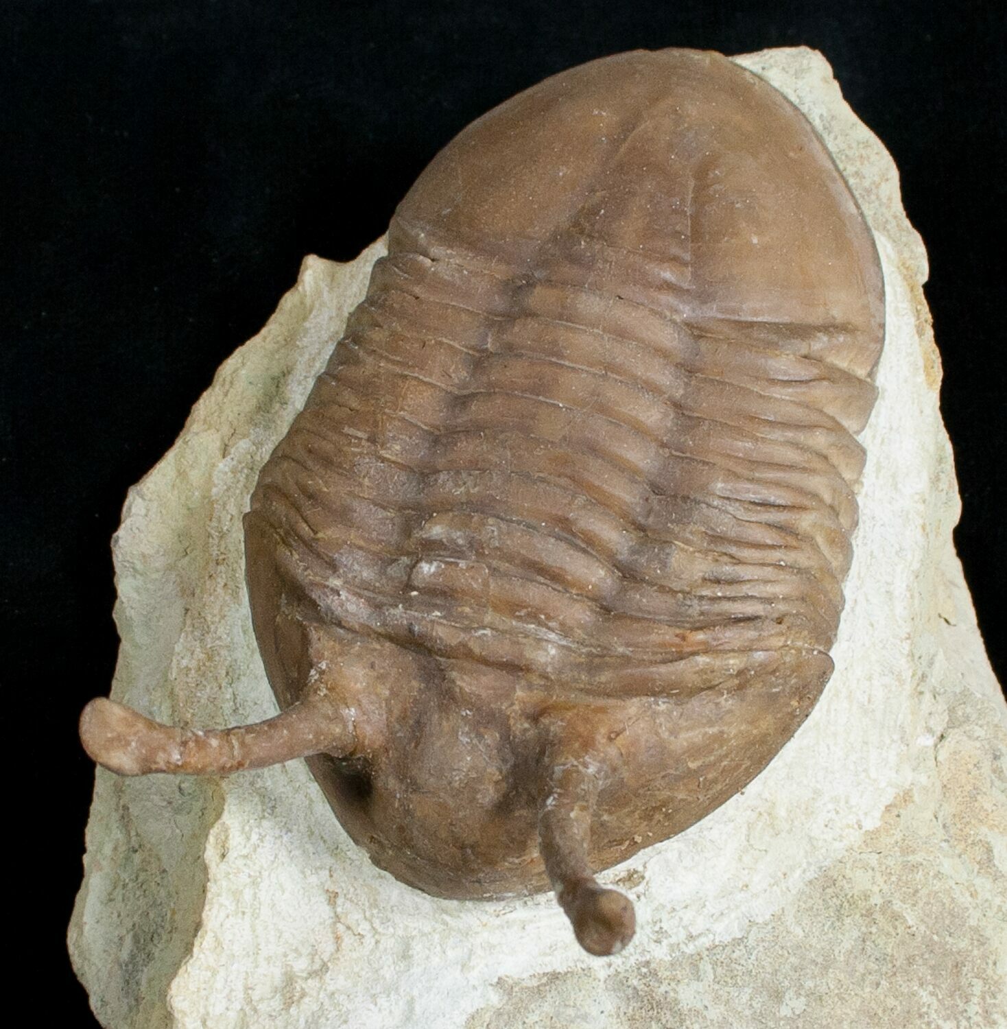 Large 2.8" Stalked Eyed Asaphus Kowalewskii (#6466) For Sale ...