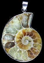 Fossils For Sale - FossilEra.com