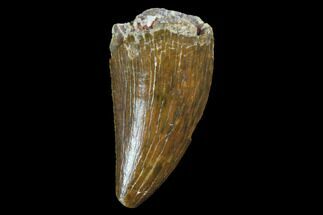 About Dinosaur Teeth - FossilEra.com