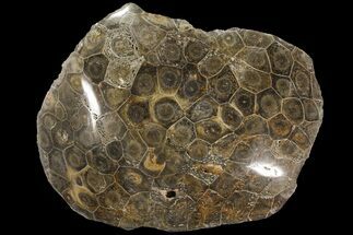 3" Fossil Coral (Lithostrotionella) Head - Iowa For Sale (#45062 ...