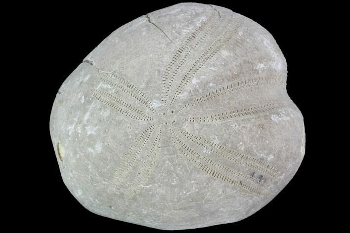 1.5" Toxaster Fossil Echinoid (Sea Urchin) - Agadir, Morocco (#90597 ...