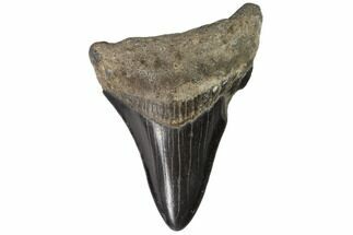 Megalodon Size: How Big Was The Megalodon Shark? - FossilEra.com